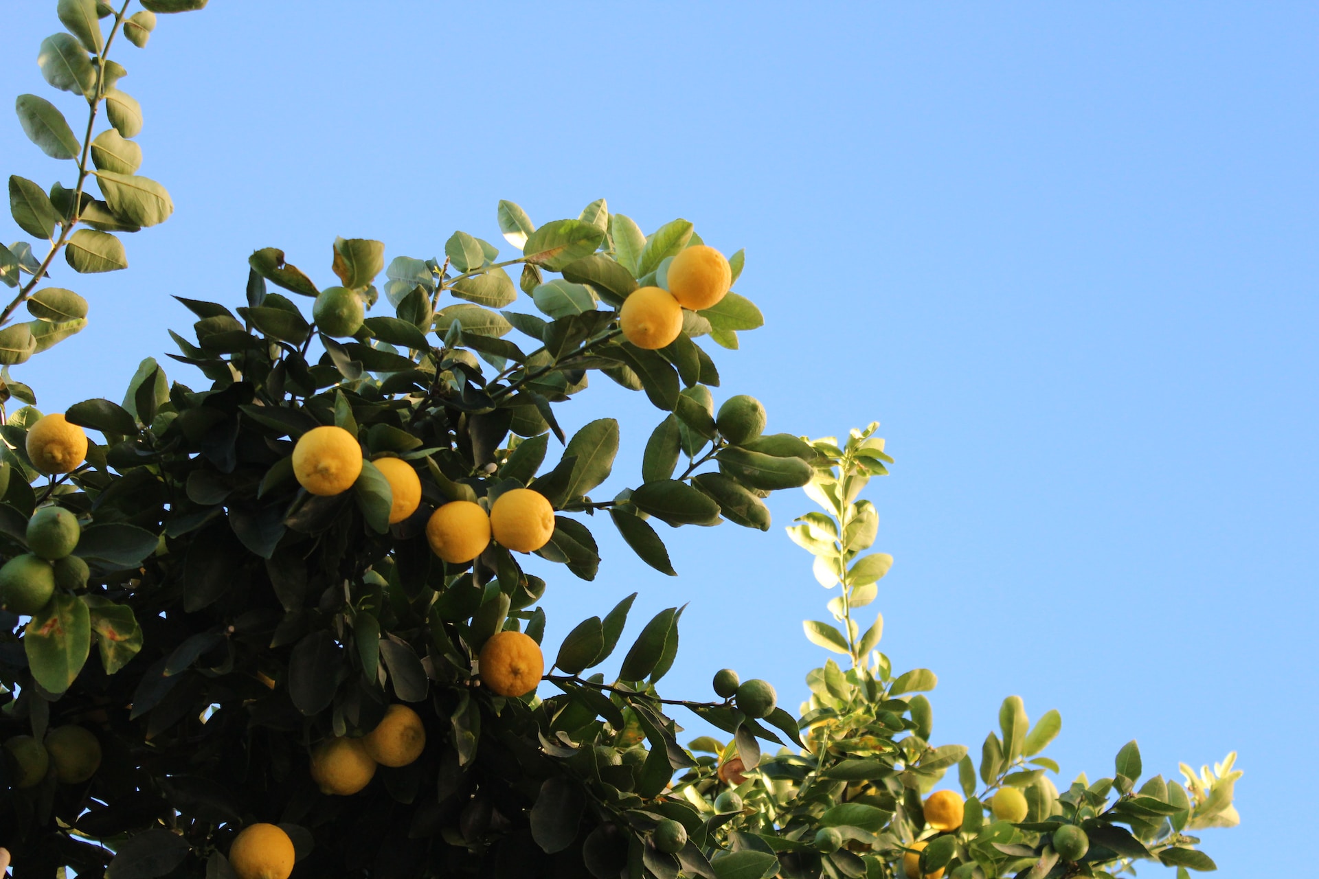 What is Lemon Law? - Lemberg Law